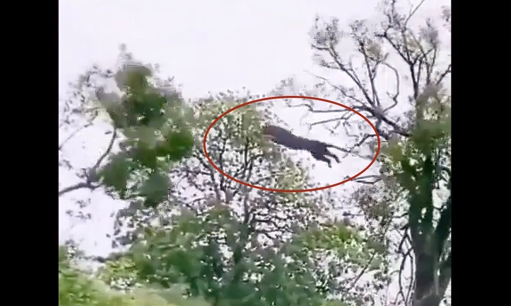 Watch leopard’s incredible leap to catch monkey in…