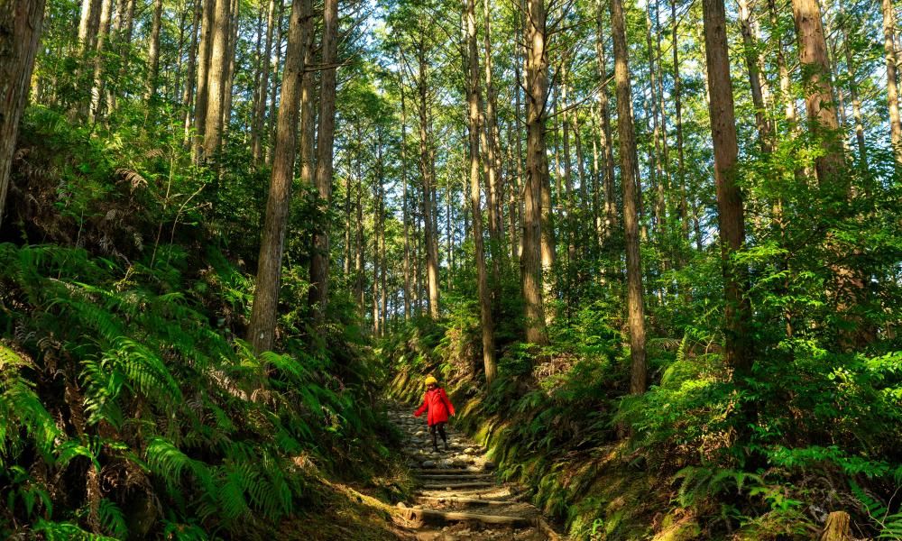 ‘You are not lost’: the infinite attraction of paths…