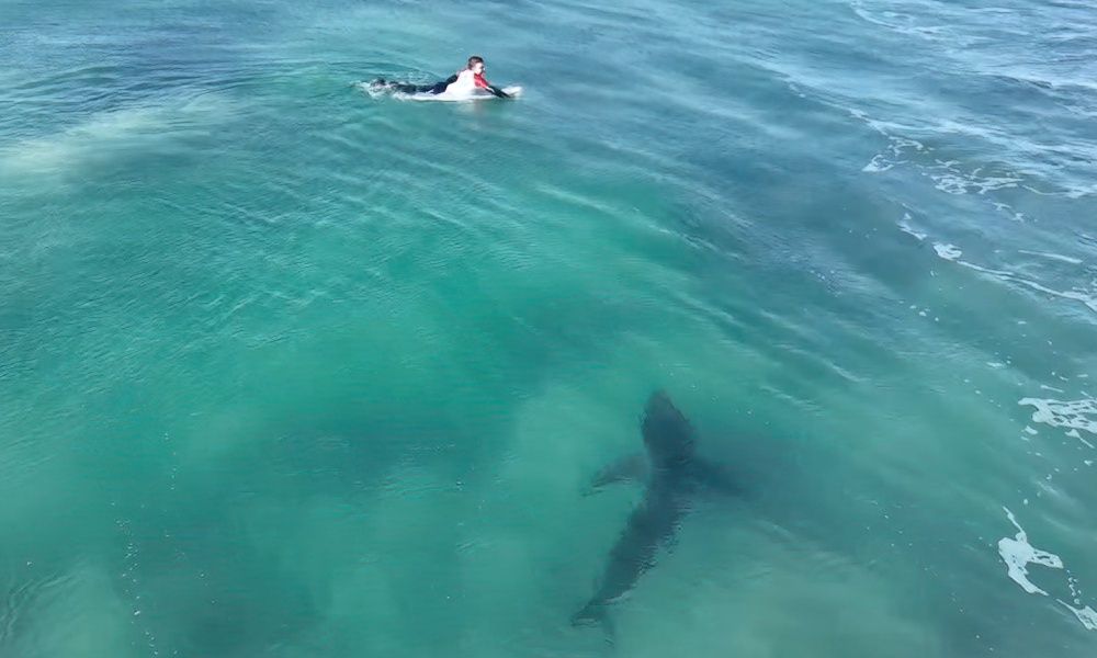 Watch: Shark sends top surfers to shore at legendary…