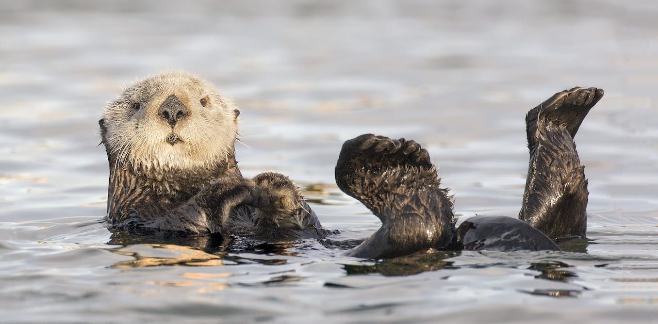 How a surfing sea otter revealed the dark side of…