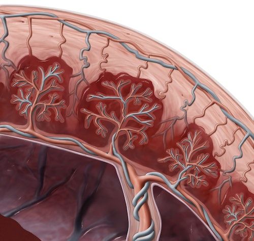 Some Humans Create This Temporary, Alien Organ Which…