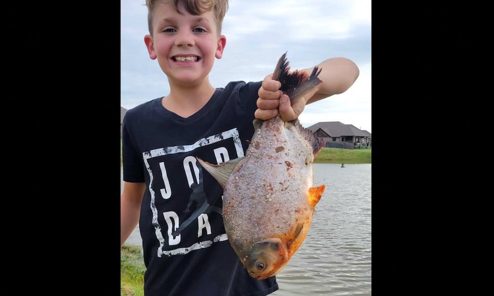 Fishing in pond, boy catches exotic fish that has…