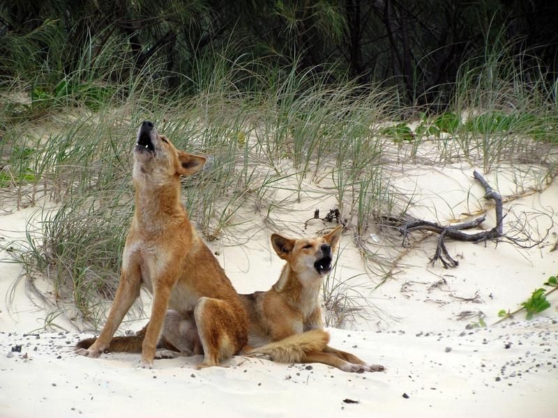 Euthanised dingo underscores 'people problem' on K'gari