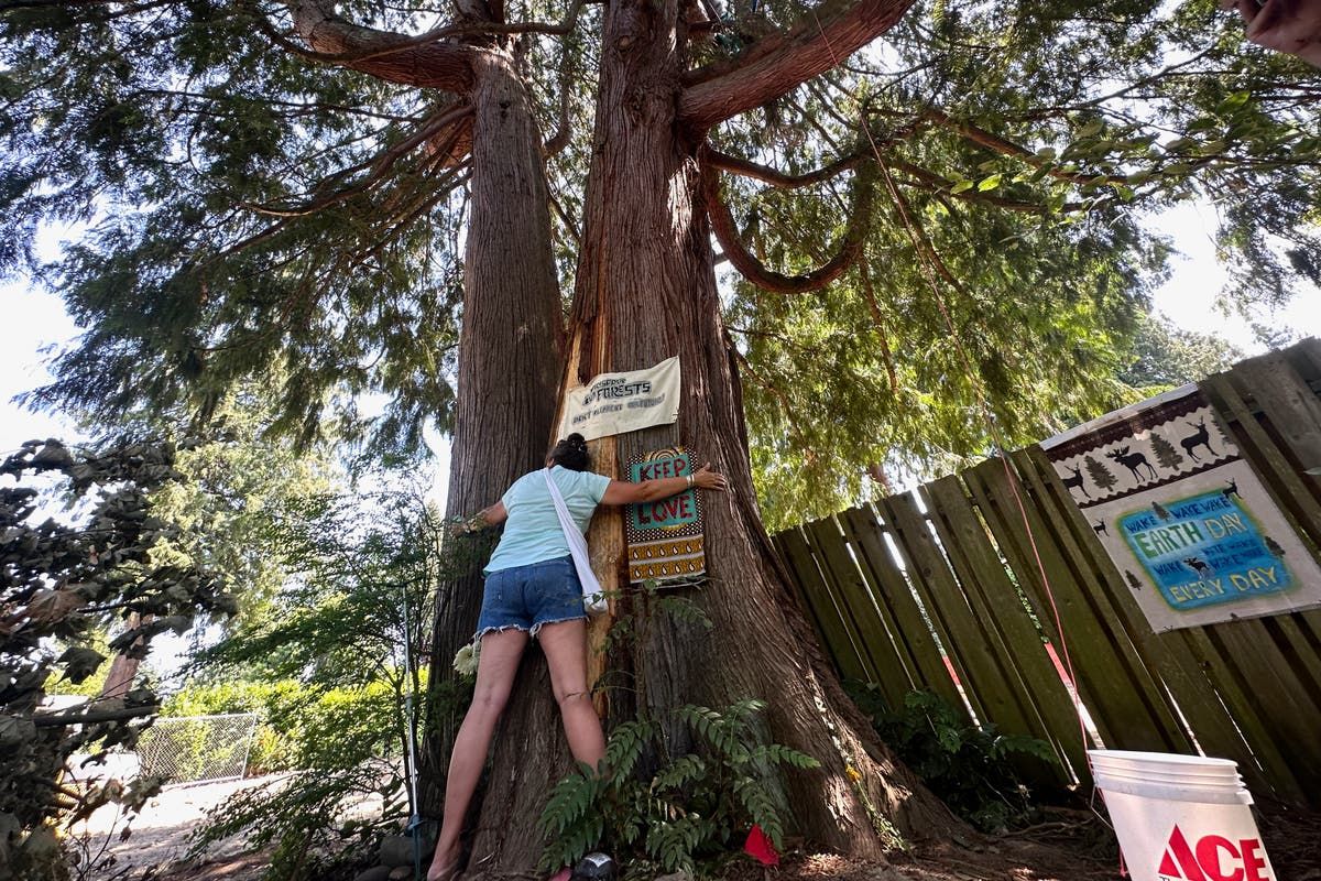 Seattle climate activists roost in old cedar tree to…