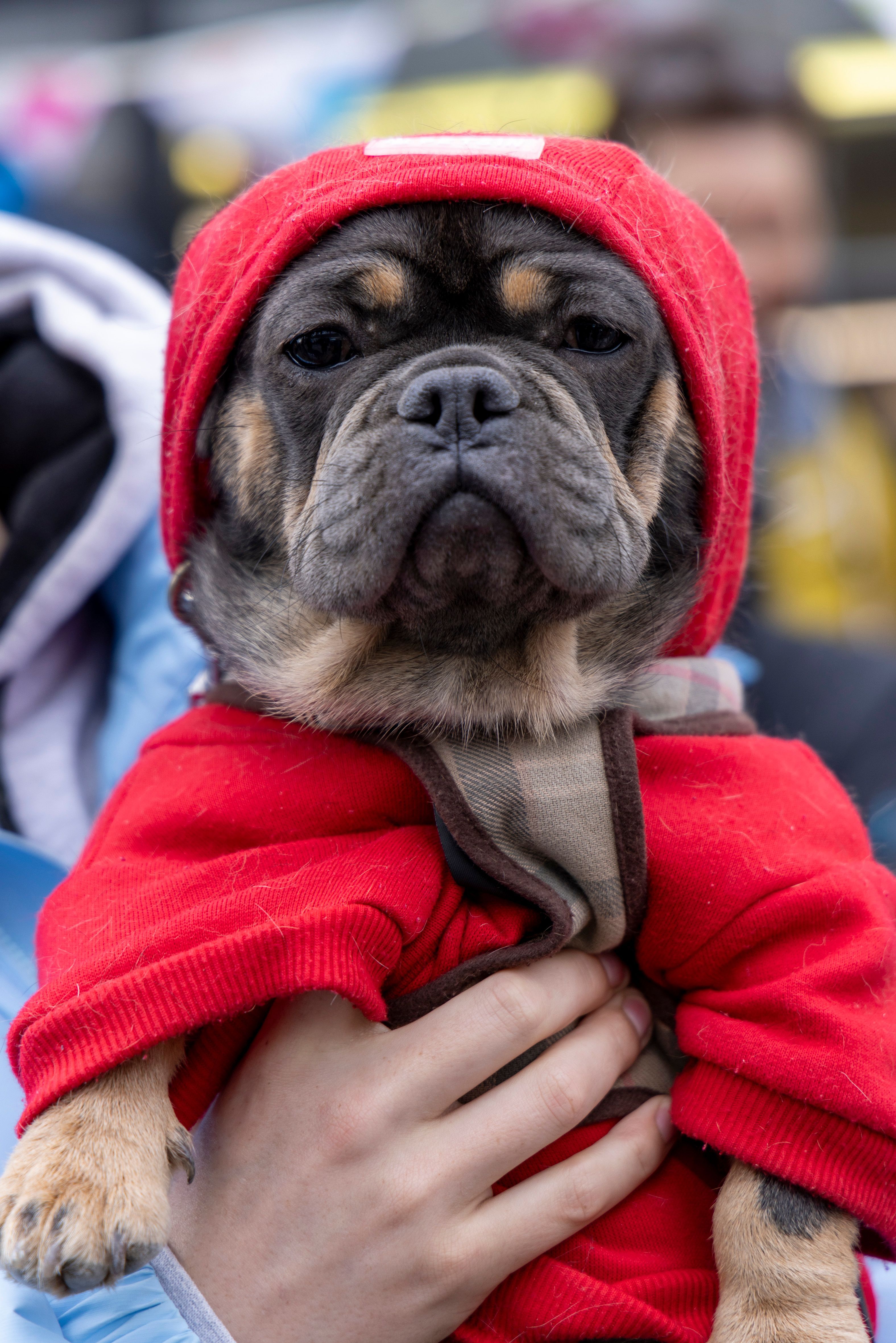 Bulldog Wears ‘Hannibal Lecter Mask’ To Curb…