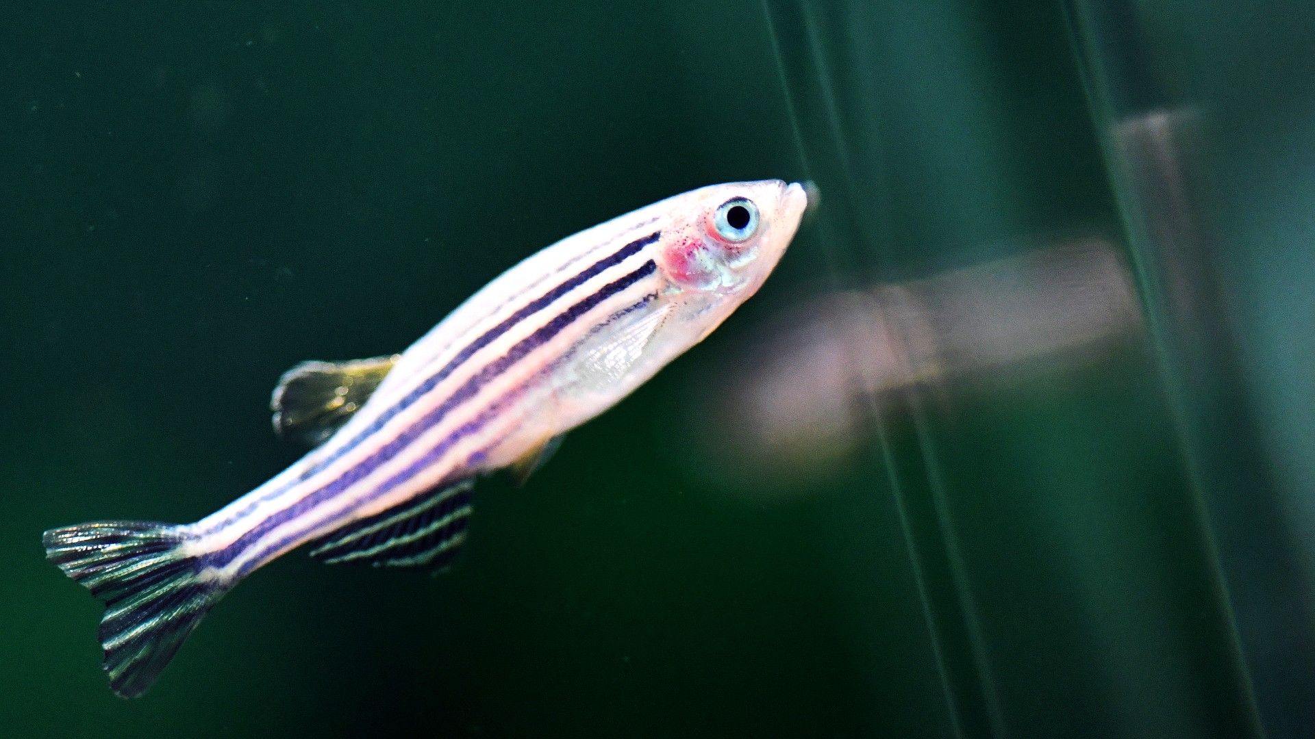 China is sending zebrafish to the Tiangong space…