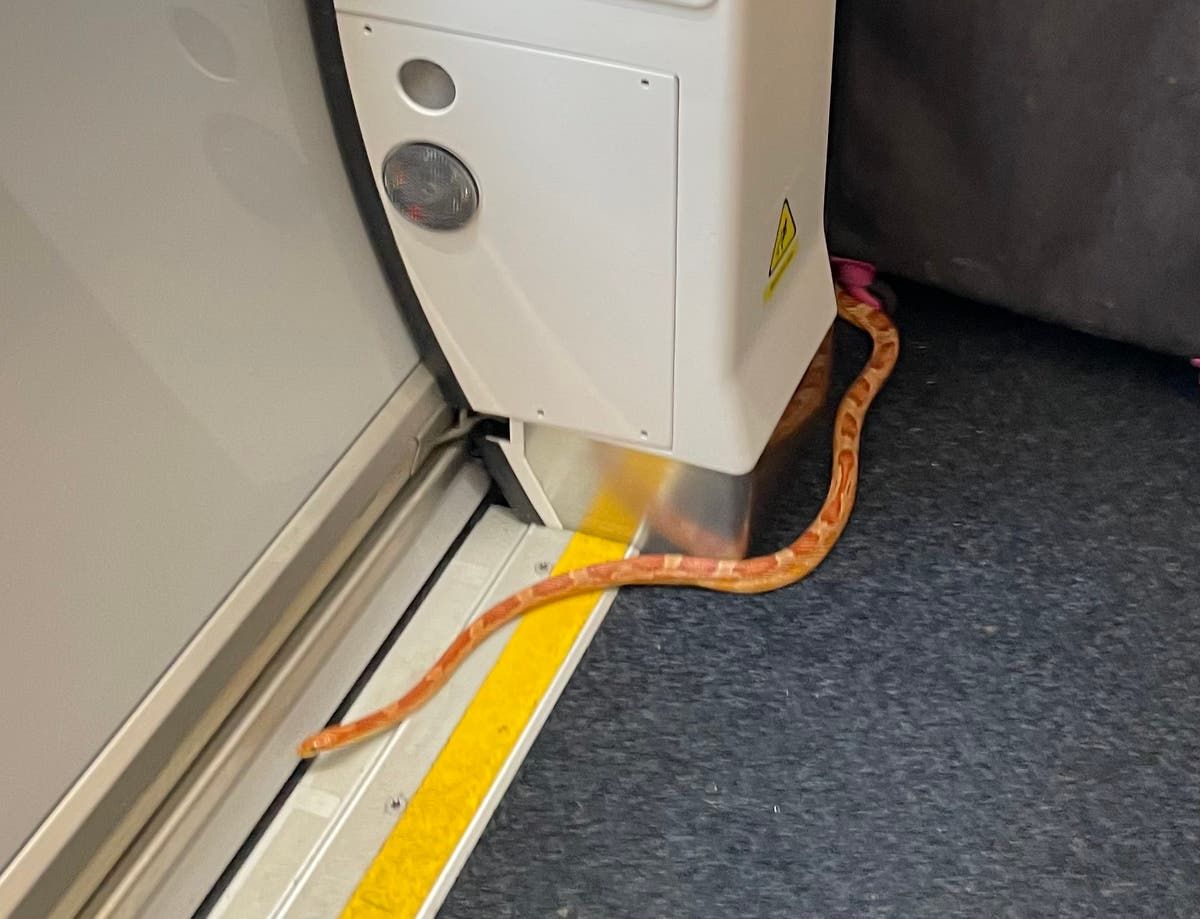 Snakes on a train: Commuter panic as stowaway reptile…