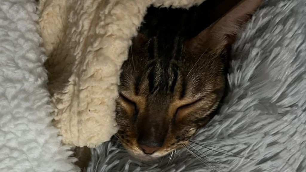 Feline Miracle: Cat Revived After 26 Minutes Of Being…