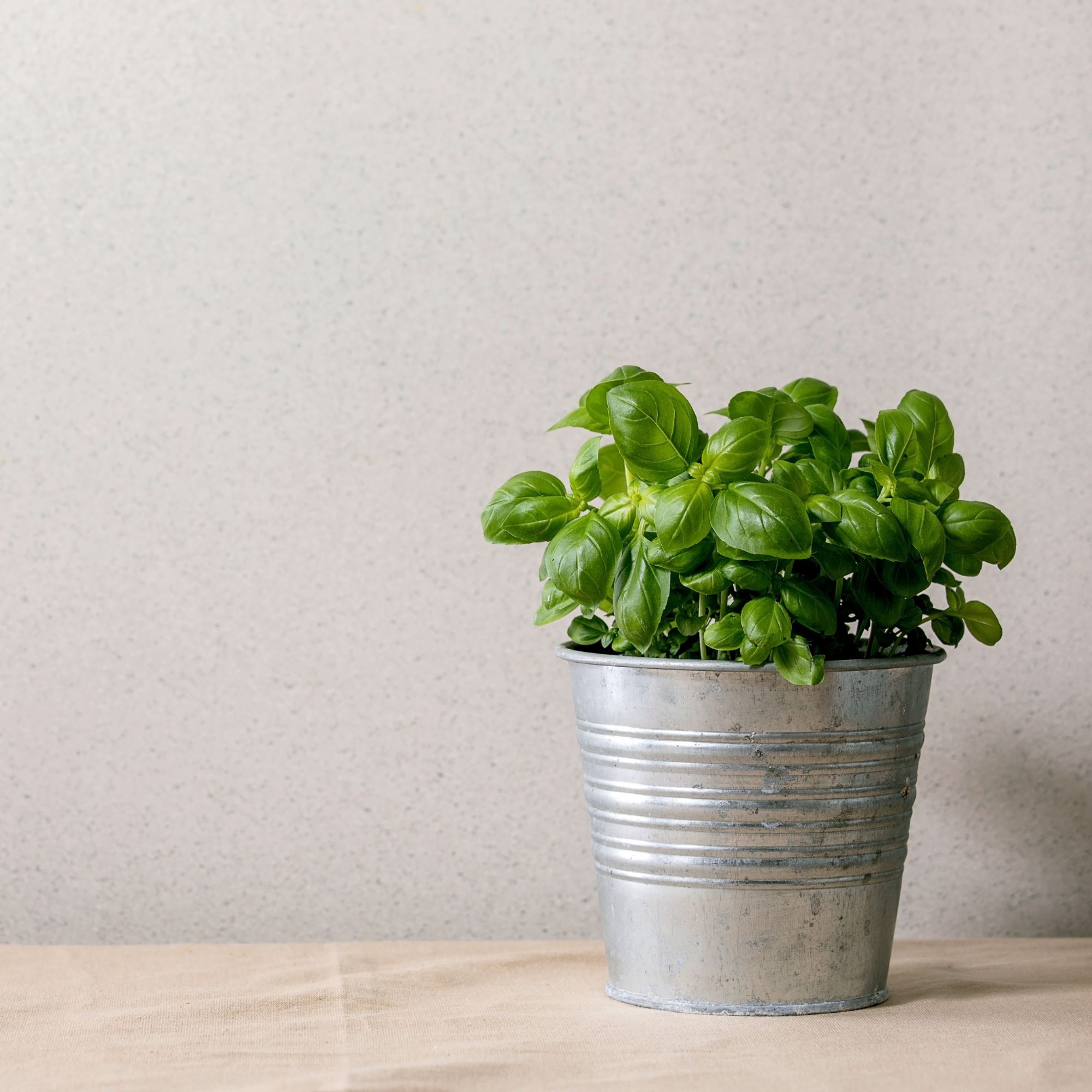 How to harvest basil so your favourite kitchen herb…