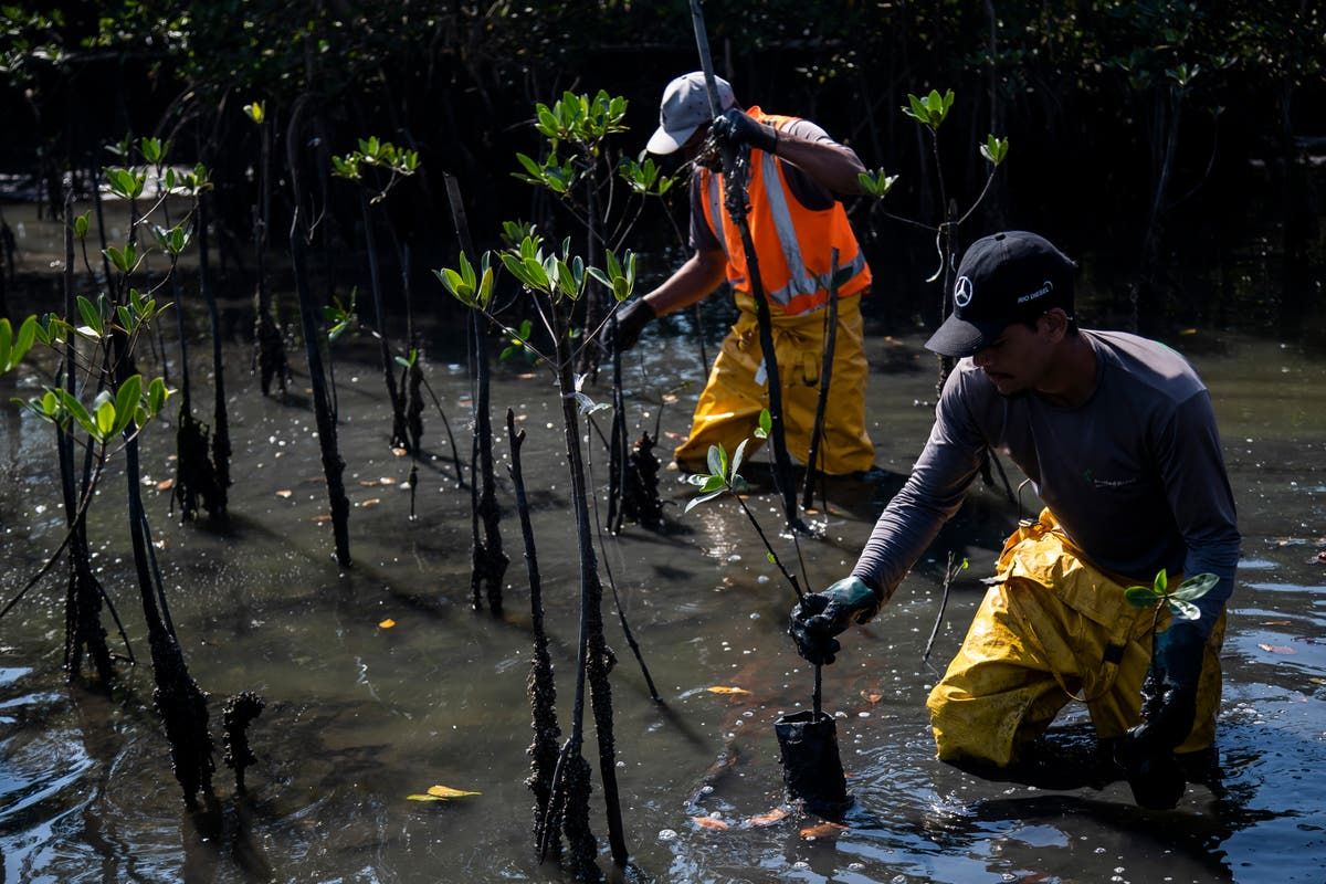 Mangrove forest thrives around what was once Latin…