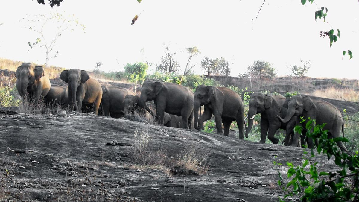 Elephant population estimation more accurate than…