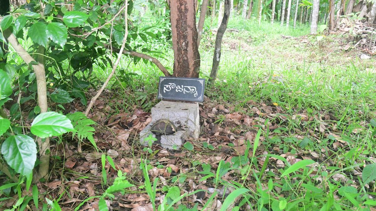 Mystery of Dharmasthala: Eleven years and many probes…
