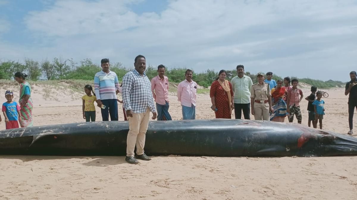 Andhra Pradesh: Carcass of blue whale washes ashore at…