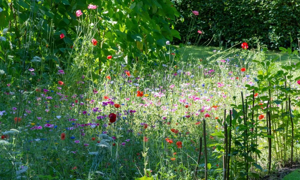 How has rewilding become such a prickly issue?