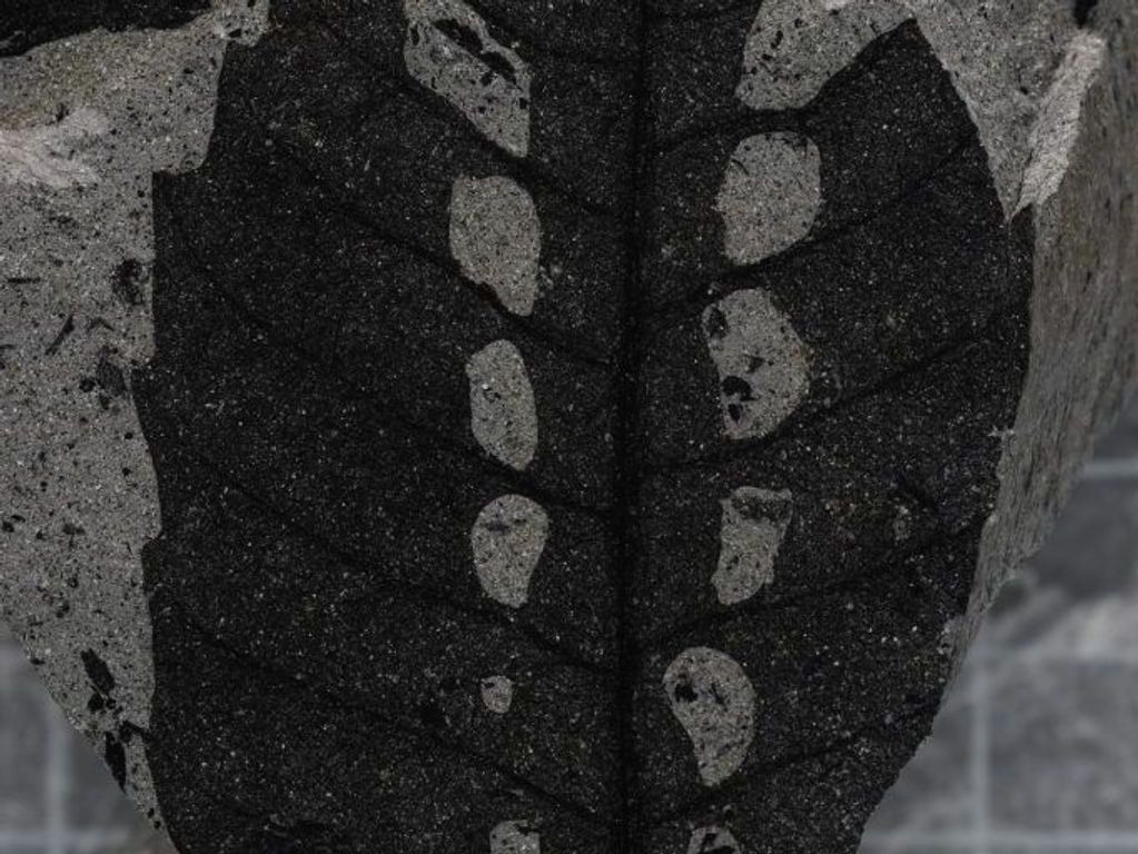 Insect Bites On Ancient Plants Reveal Early Origins Of…