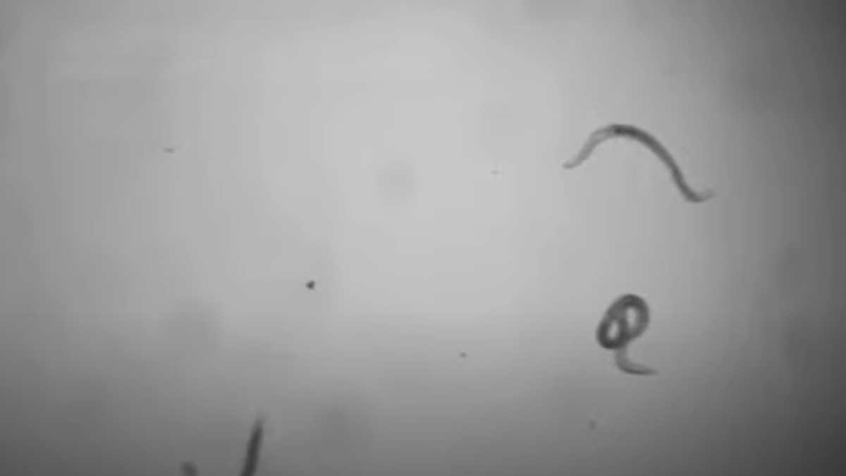 Scientists revive worm frozen 46,000 years ago