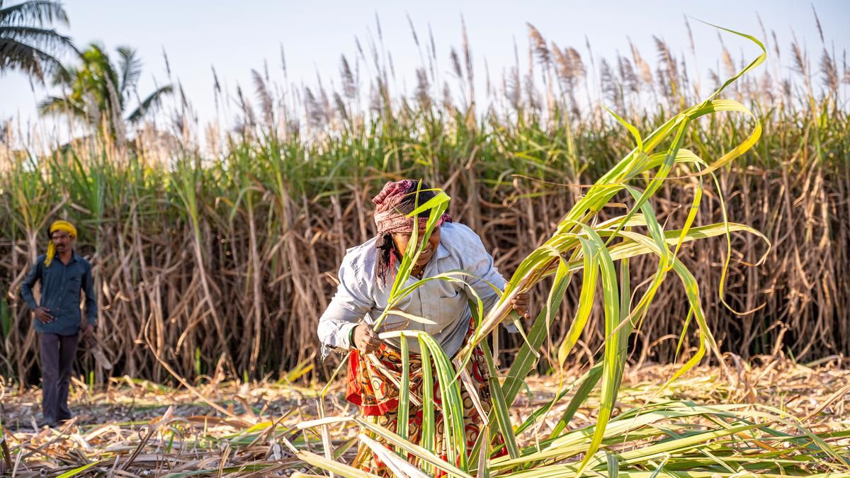 Bitter truths in Maharashtra’s sugar fields