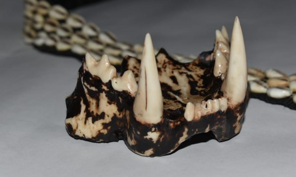 Can 3D-printed tiger teeth help save our rarest…