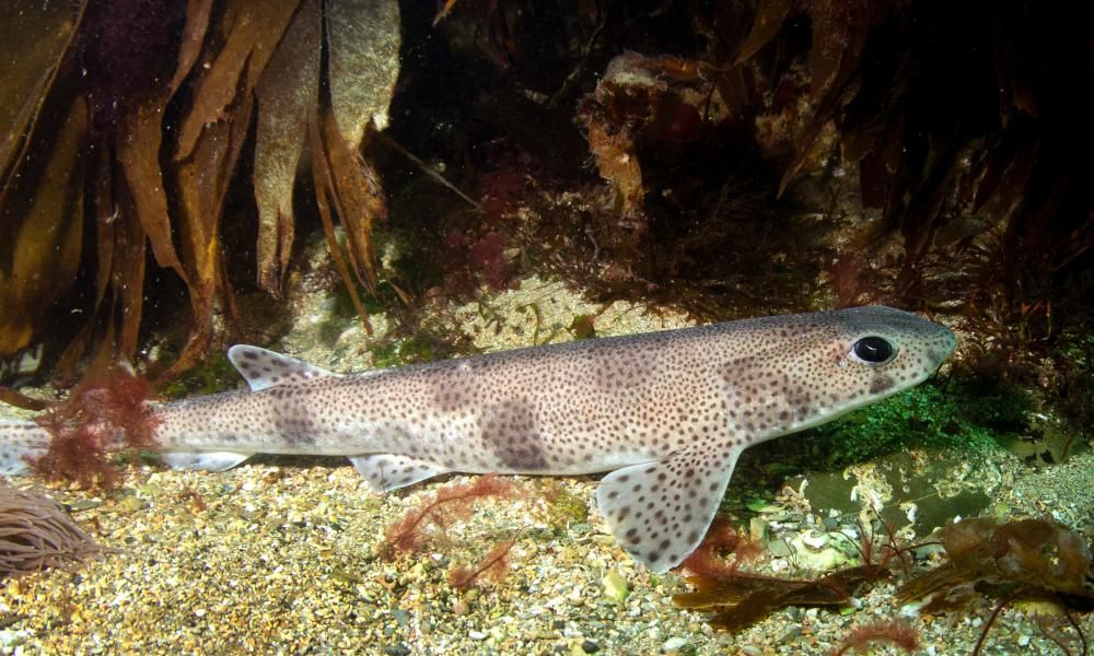 Sharks are turning up off European beaches – but…
