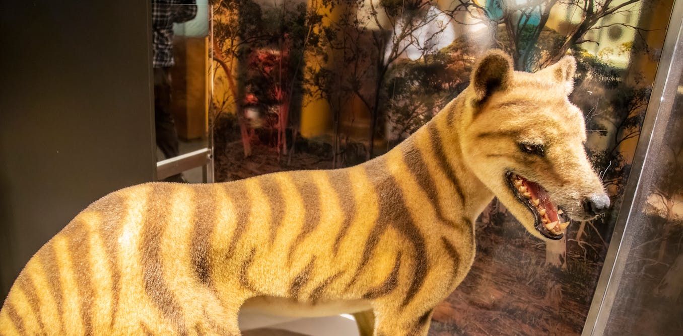 A 140-year-old Tassie tiger brain sample survived two…