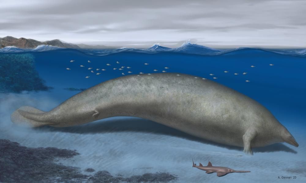 Newly discovered whale species could have been…