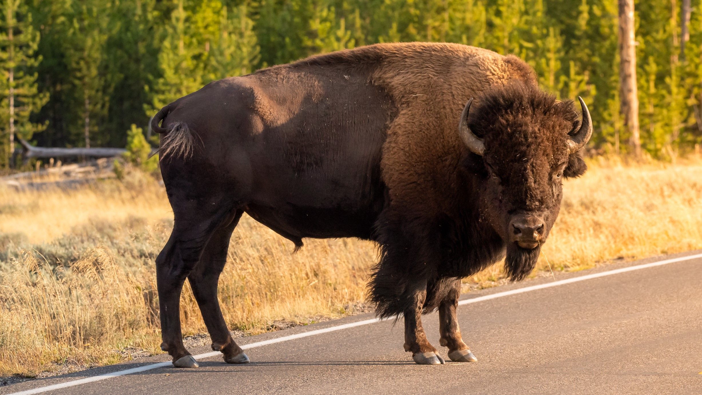 Angry bison gives space-invading photographer a taste…