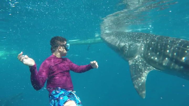 Whale shark takes snorkeler for a ride in stunning…