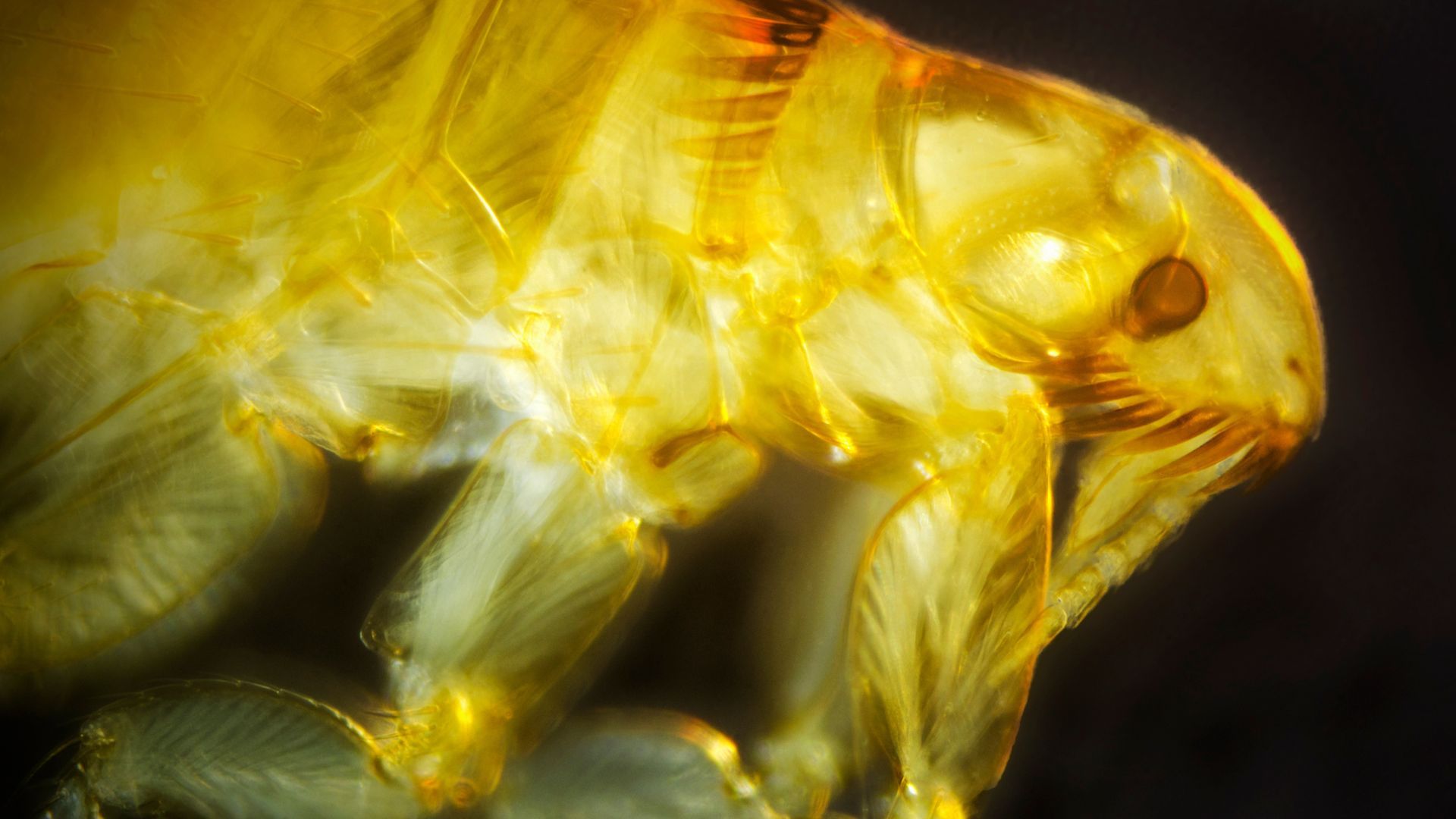 Typhus from fleas is on the rise in LA County, CDC…