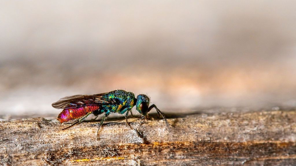 Israeli Findings On Parasites Could Protect Endangered…
