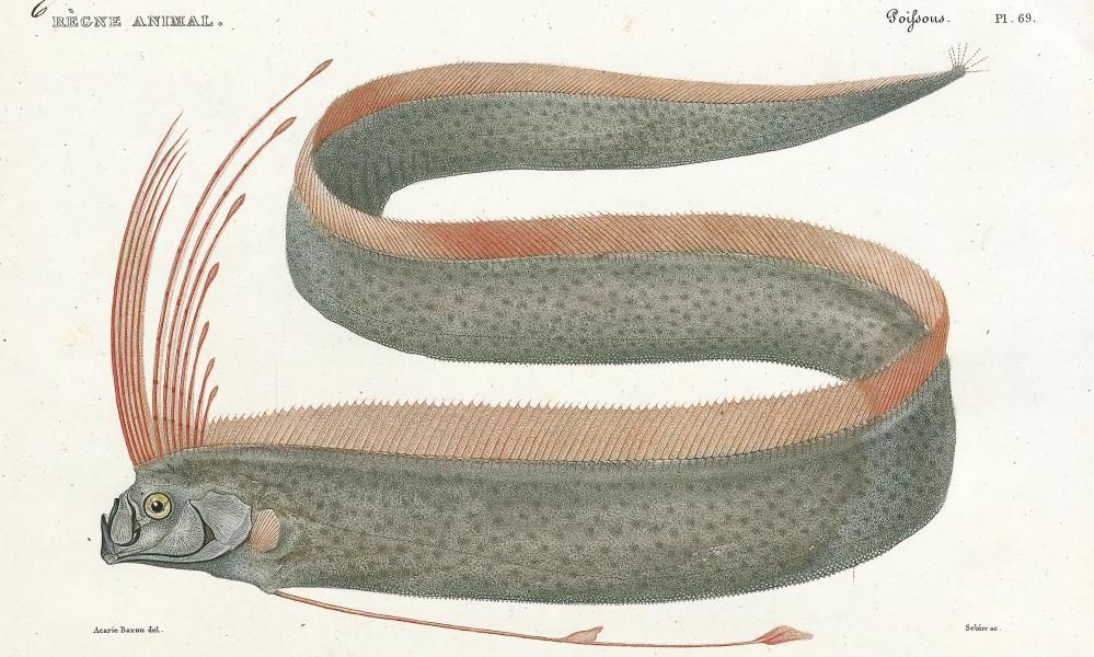 A giant oarfish: the mirrored harbinger of earthquakes