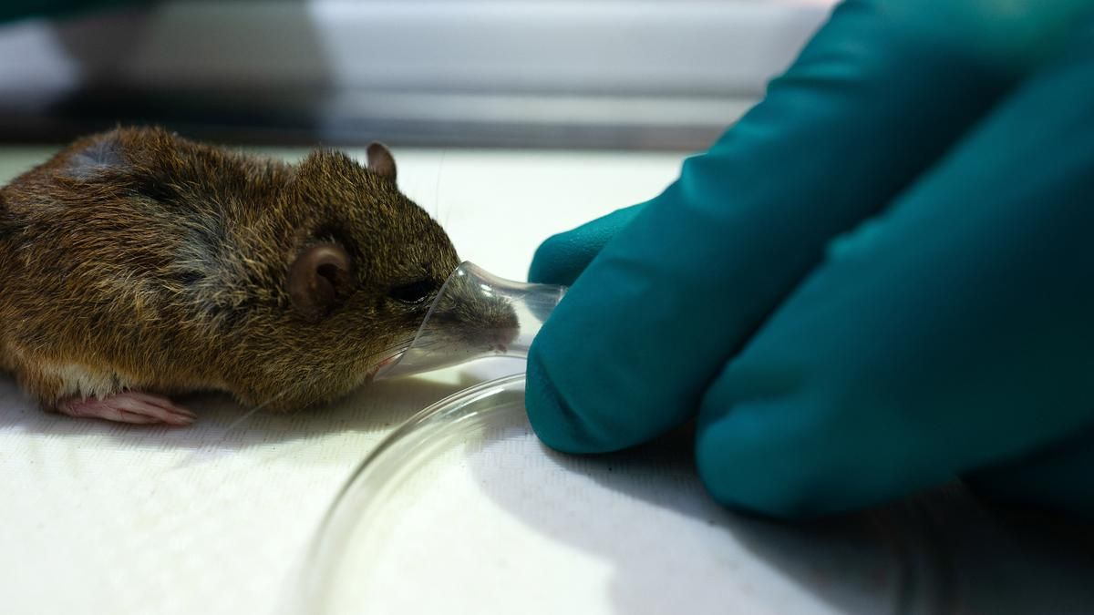 Unique study shows we can train wild predators to hunt…