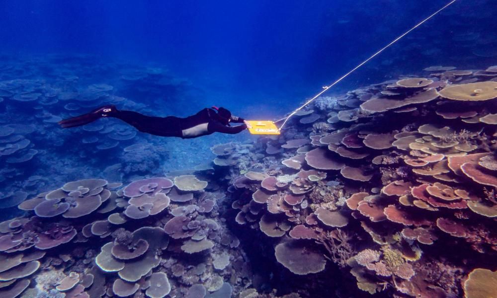 Recovery of Great Barrier Reef stalls as scientists…