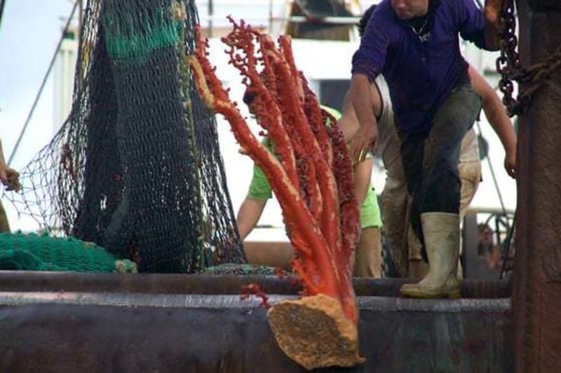 Fisheries plan ignores anti-bottom trawling protest
