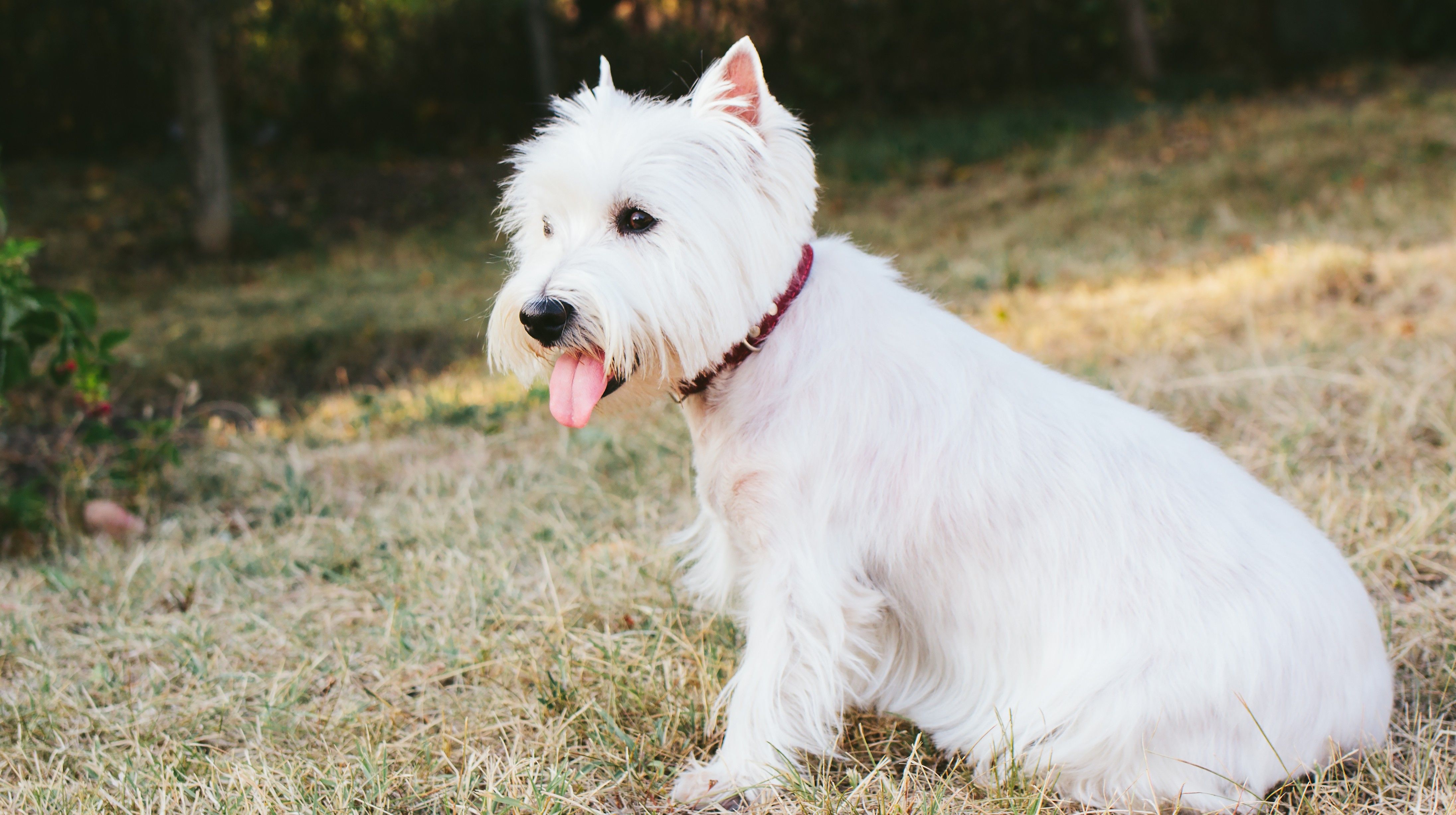 Seven small Scottish dog breeds