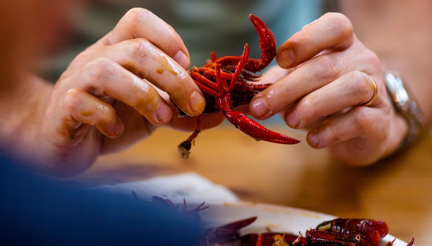 Red swamp crayfish found in Chicago River could wreak…