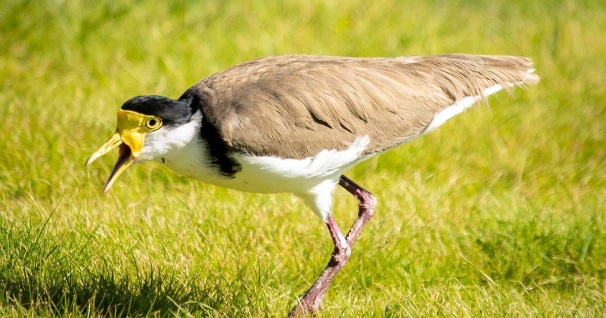 Swooping plovers attack 'only if you push them'
