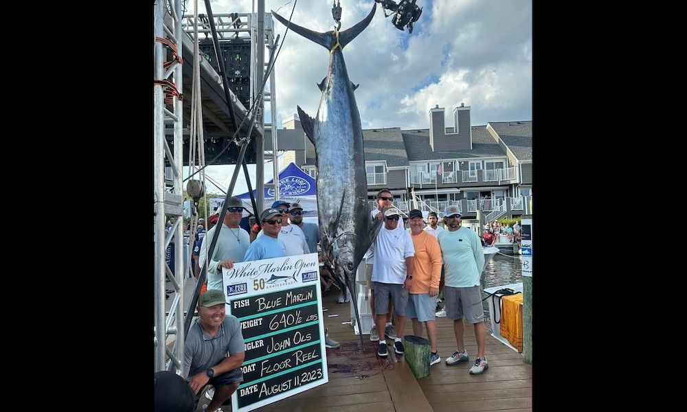 Angler catches 640-pound blue marlin worth a…