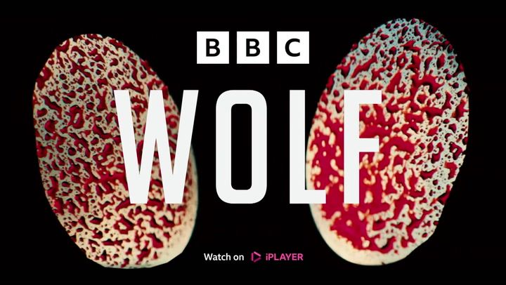 Wolf: who’s playing who in the BBC crime drama of the…