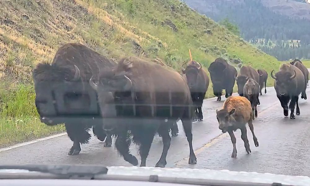 Watch: Yellowstone tourists face down 200 stampeding…