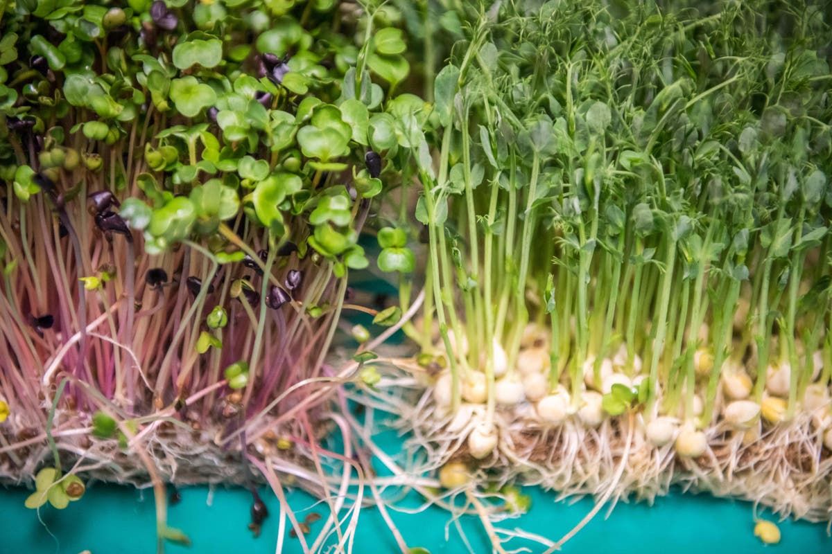 Microgreens and mature vegetables might both limit…