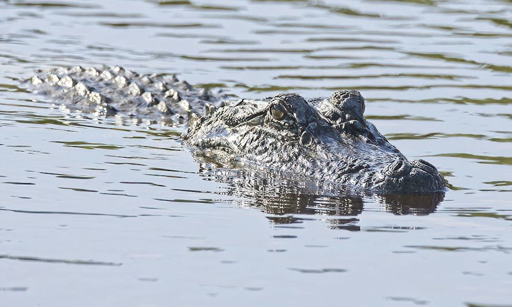 Footage shows large Florida gator trying ‘to climb up…
