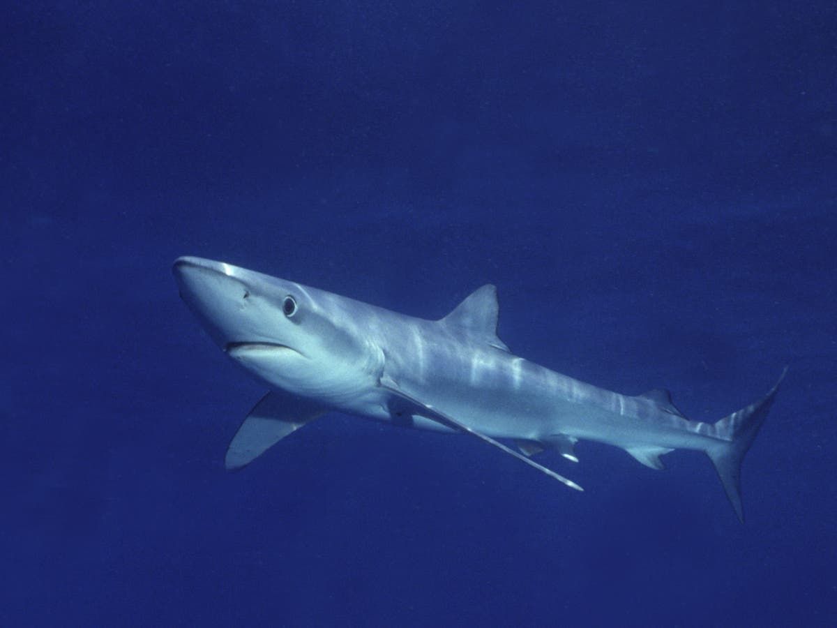 Shark attacks swimmer in shallows of popular Spanish…