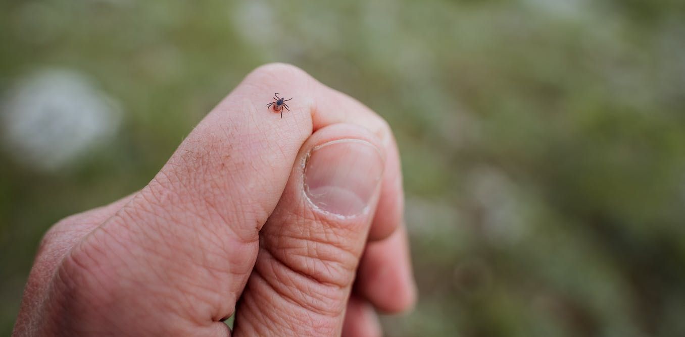 Ticks are becoming a growing health risk in the UK