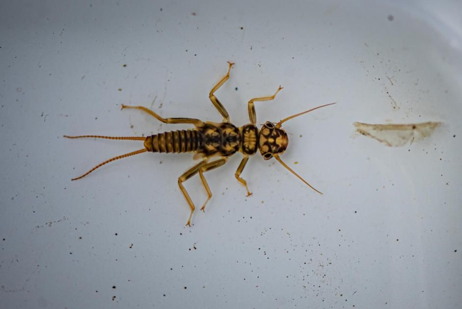 Insect feared extinct in the UK returns 'from the…