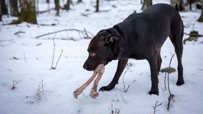 Heard of the predatory motor sequence? Trainer…