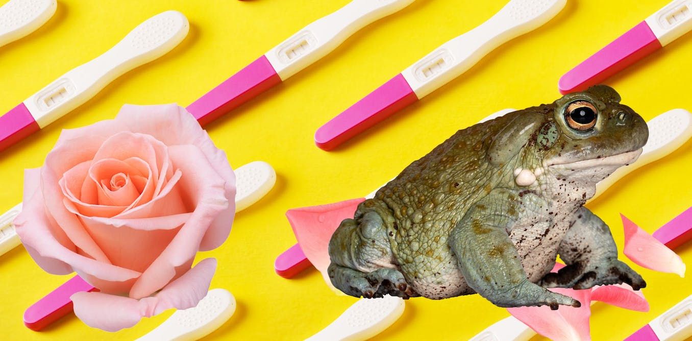 A brief history of pregnancy tests – from toads and…