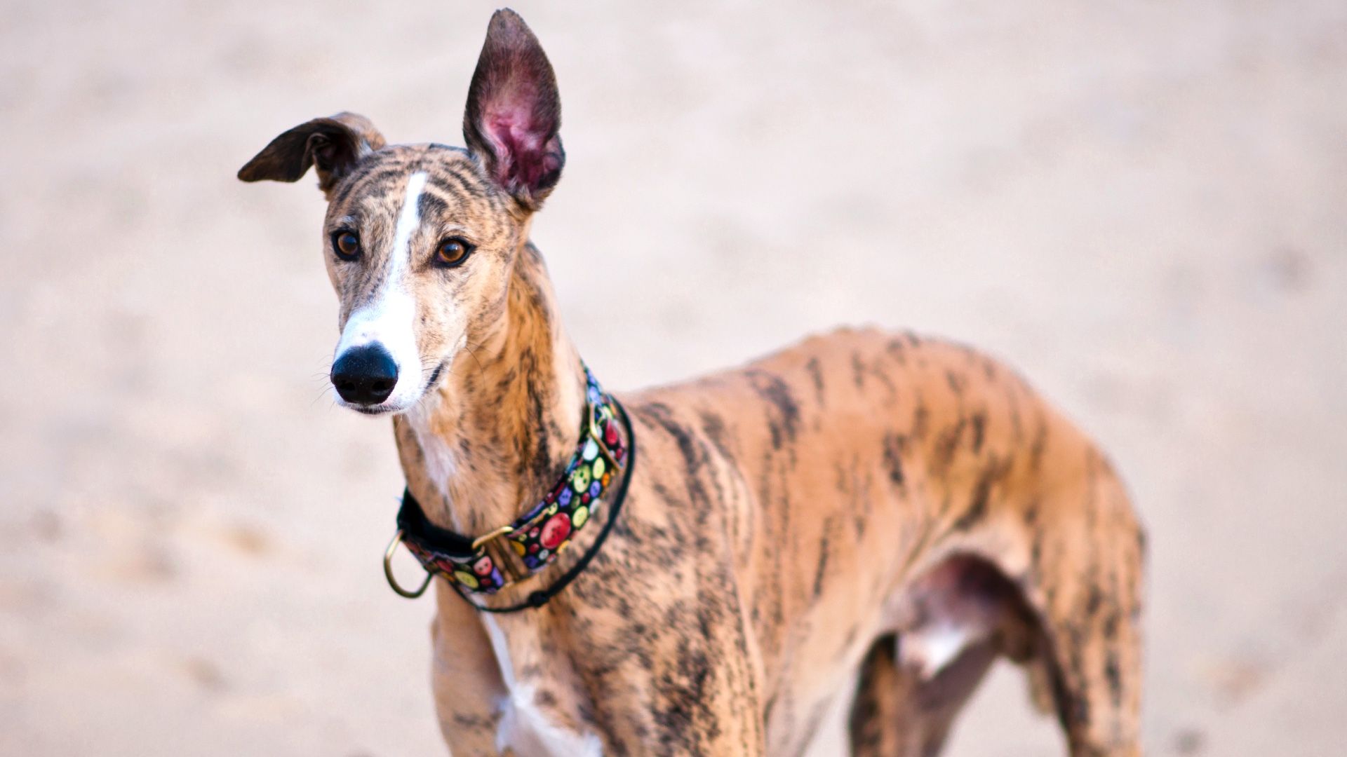 What is a sighthound? 29 sighthound breeds and what…