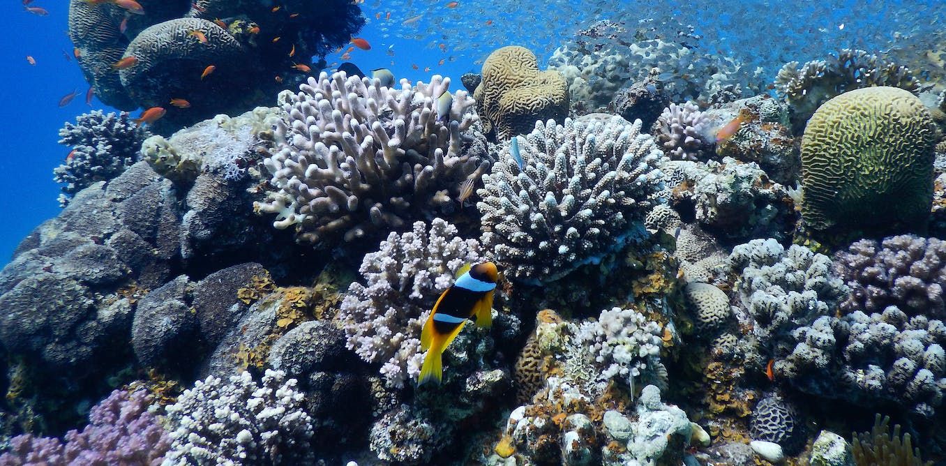 How do coral reefs thrive in parts of the ocean that…