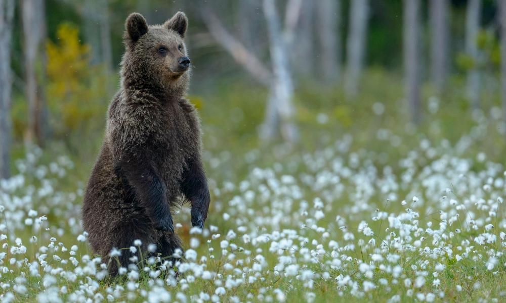 Eight Bears by Gloria Dickie review – the grizzly truth