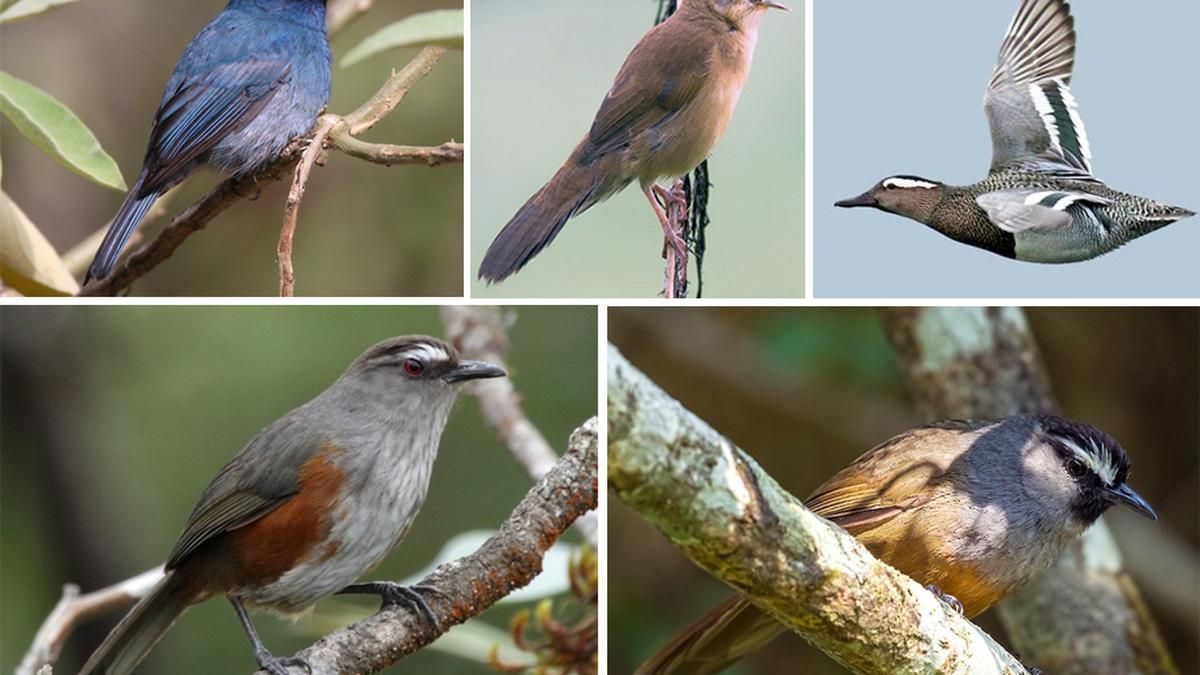 State of India’s Birds report lists 20 species of…
